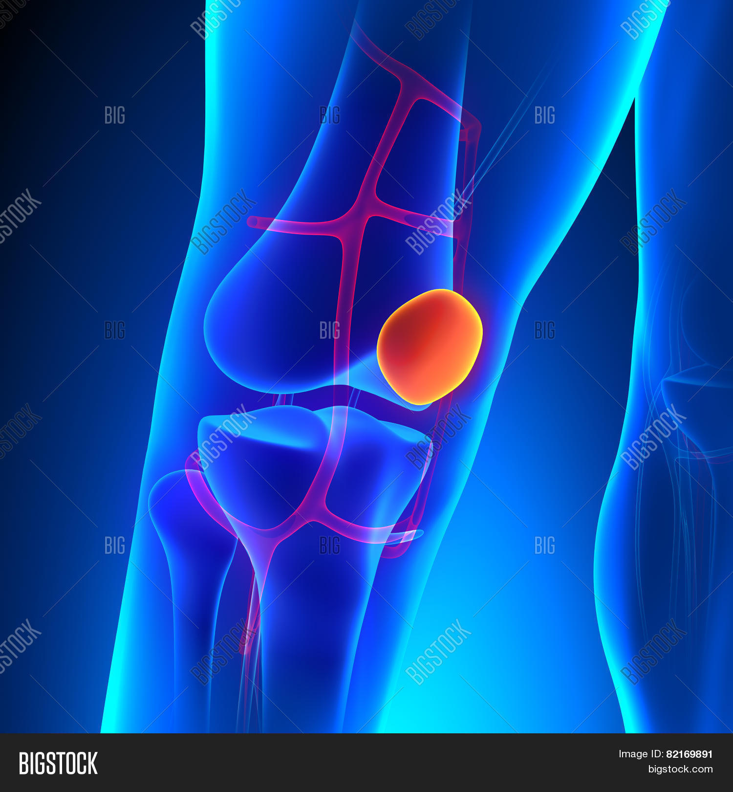 Patella Anatomy Knee Image & Photo (Free Trial) | Bigstock