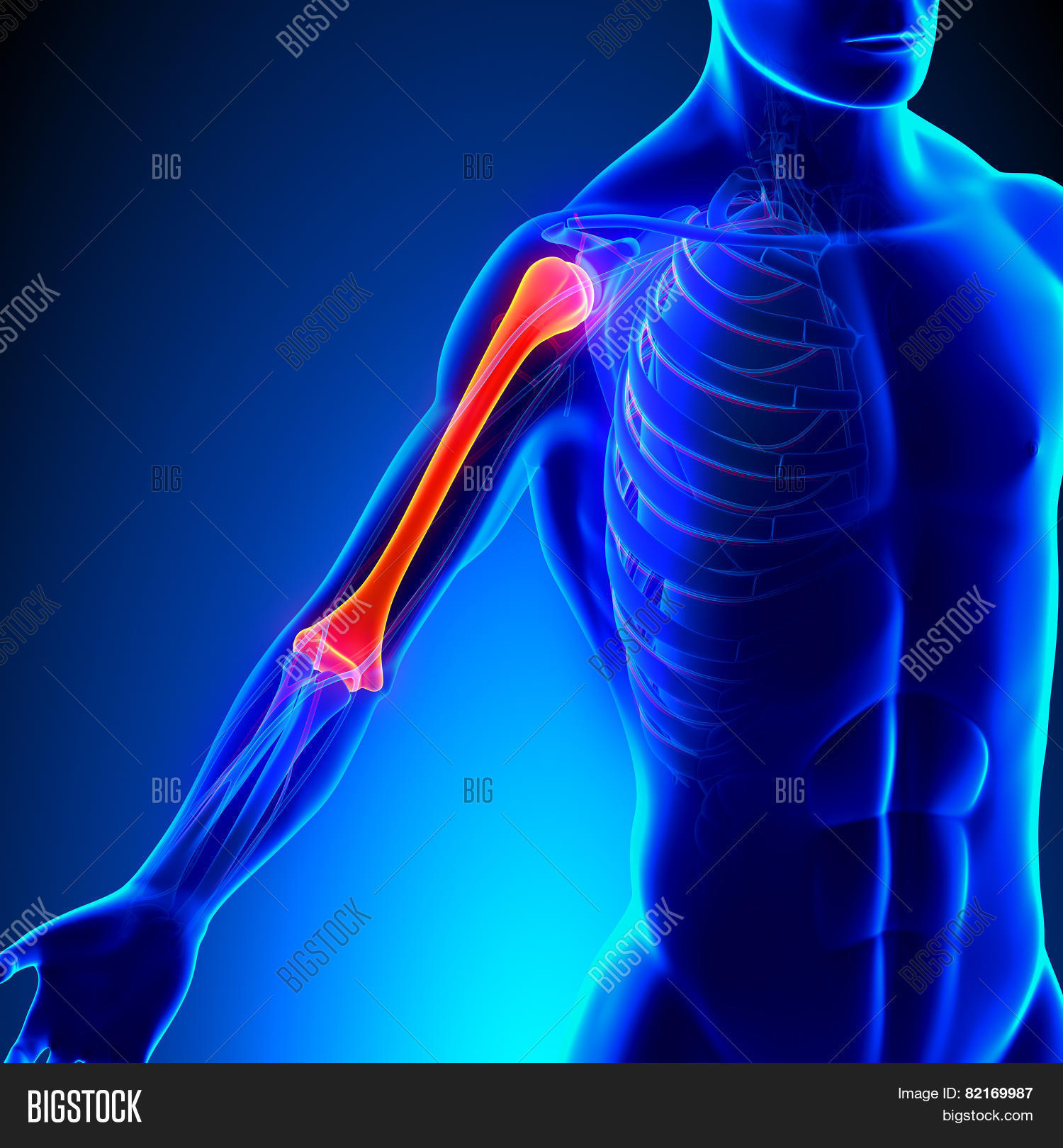Humerus Anatomy Image & Photo (Free Trial) | Bigstock