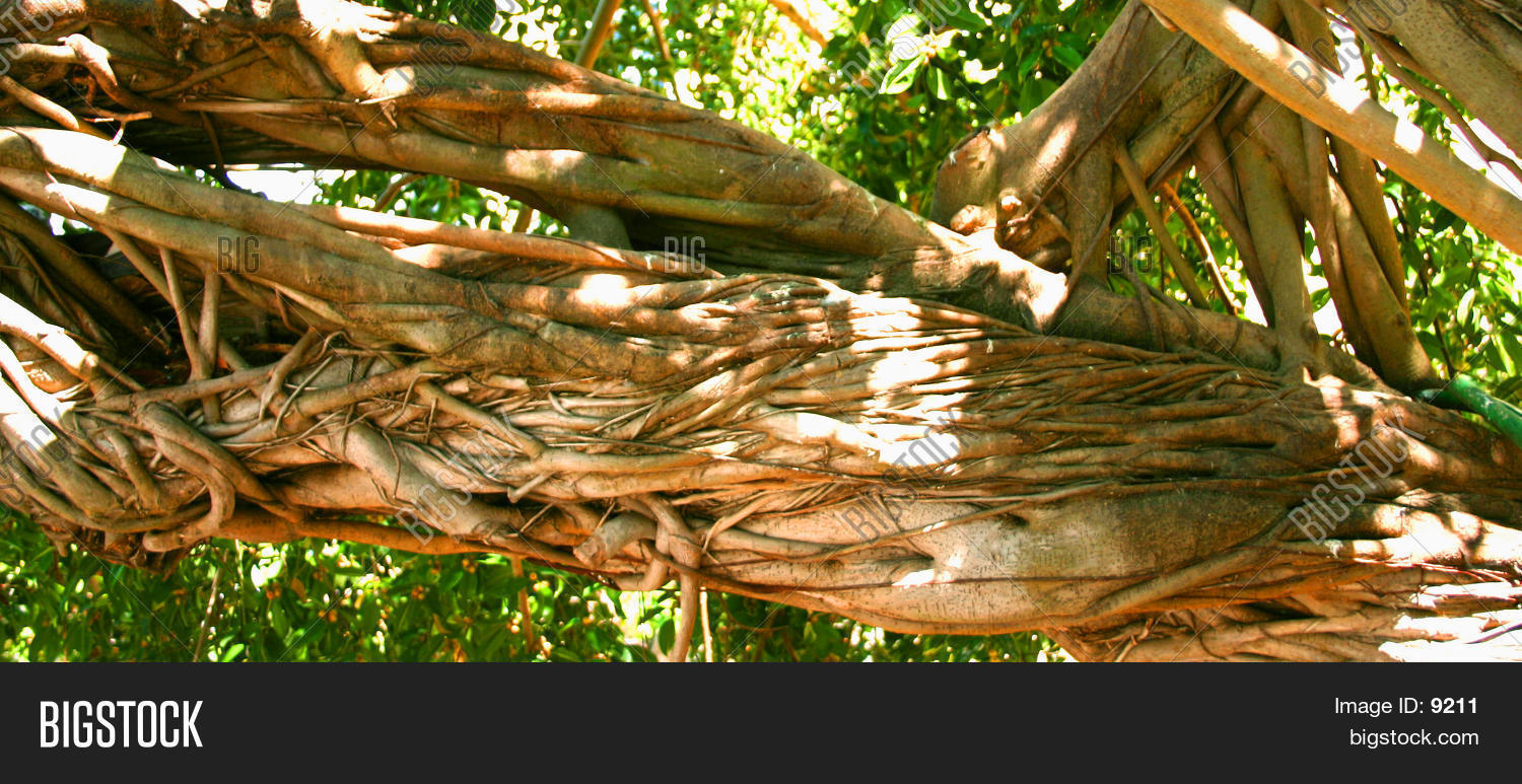 Twisted Tree Trunk Image & Photo (Free Trial) | Bigstock