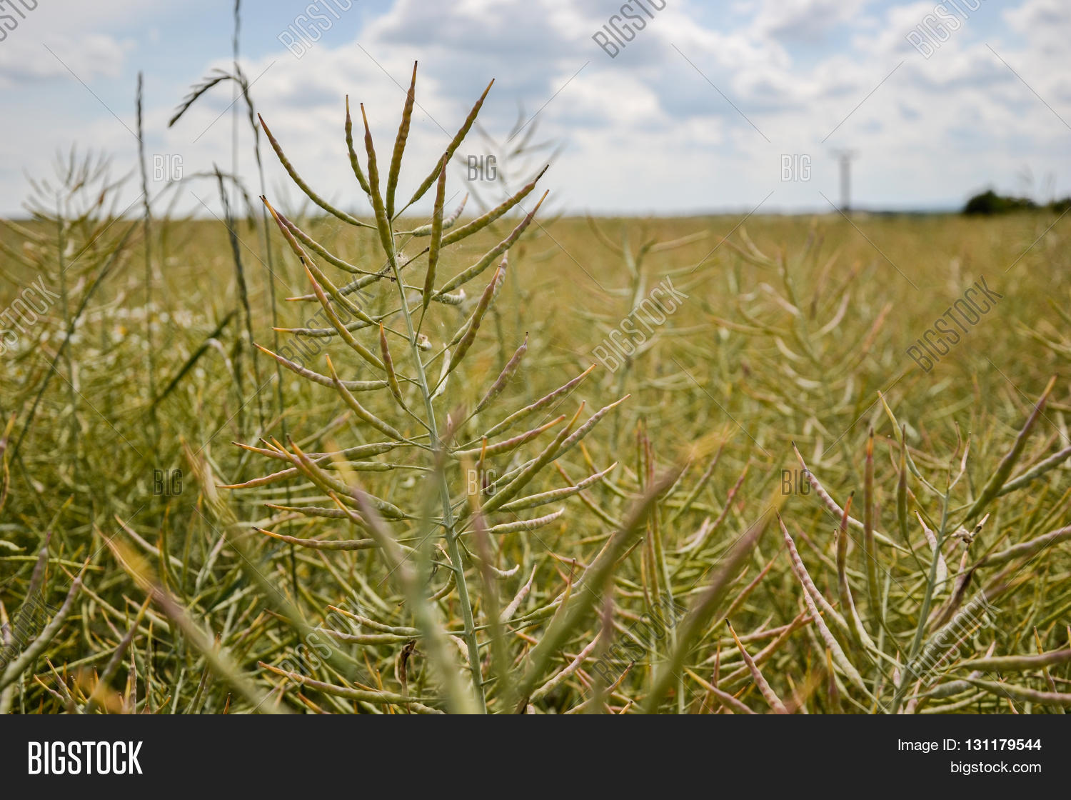 Ripe Seeds Rape. Field Image & Photo (Free Trial) | Bigstock