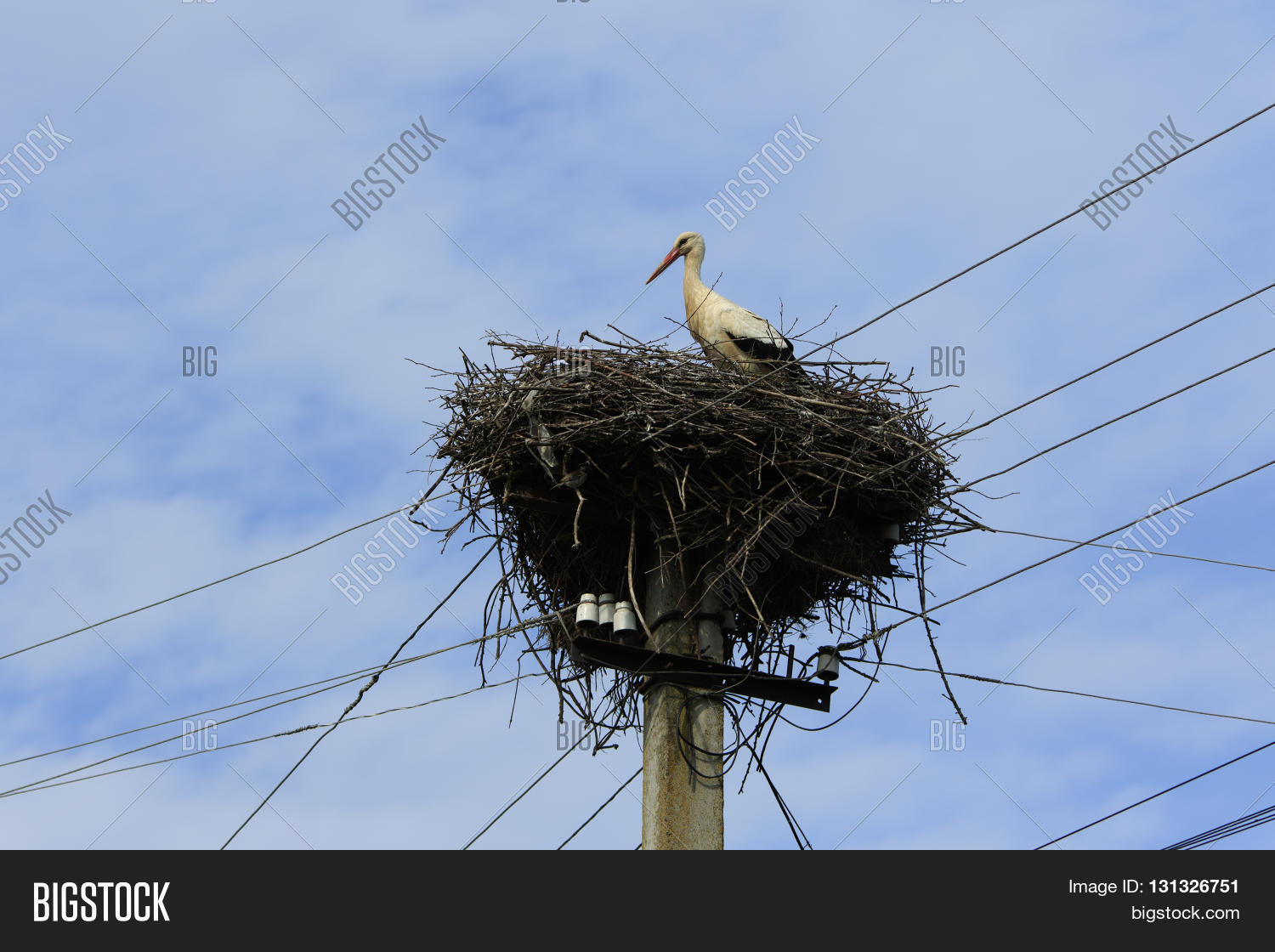 Big Wild Stork Stands Image & Photo (Free Trial) | Bigstock