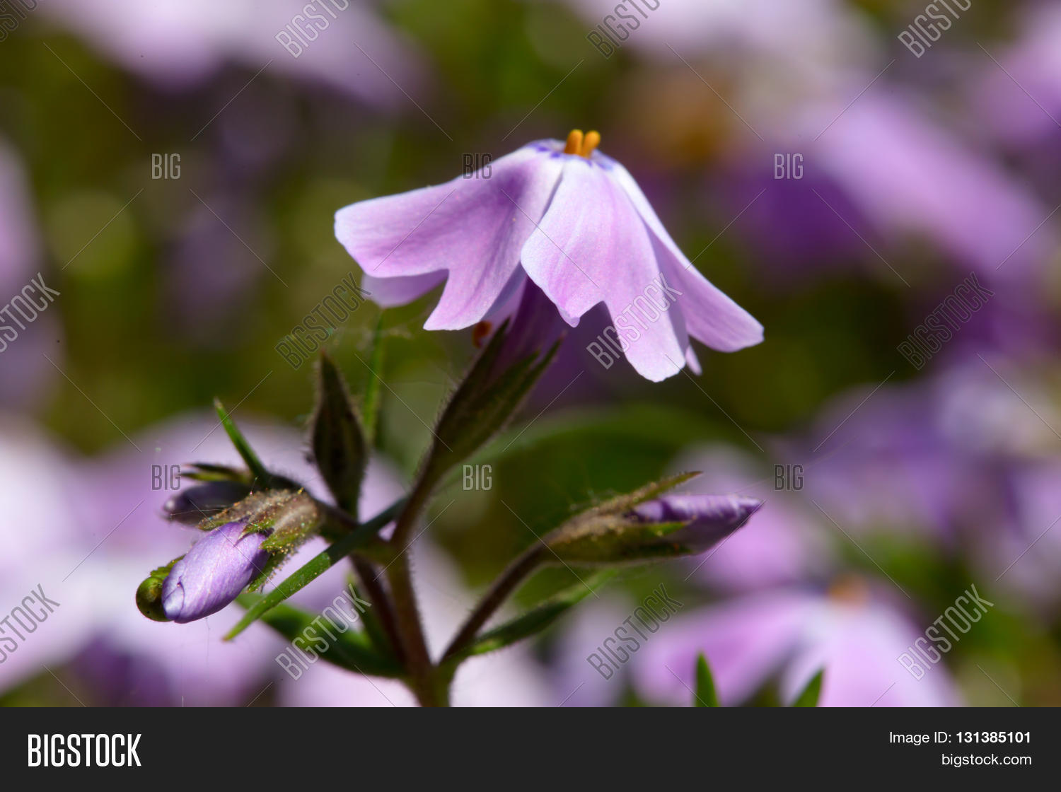 Inflorescence Lilac Image & Photo (Free Trial) | Bigstock