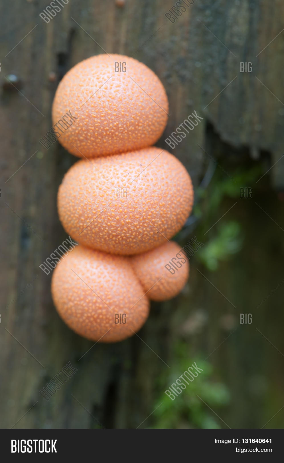 Mushrooms (slime Mould Image & Photo (Free Trial) | Bigstock