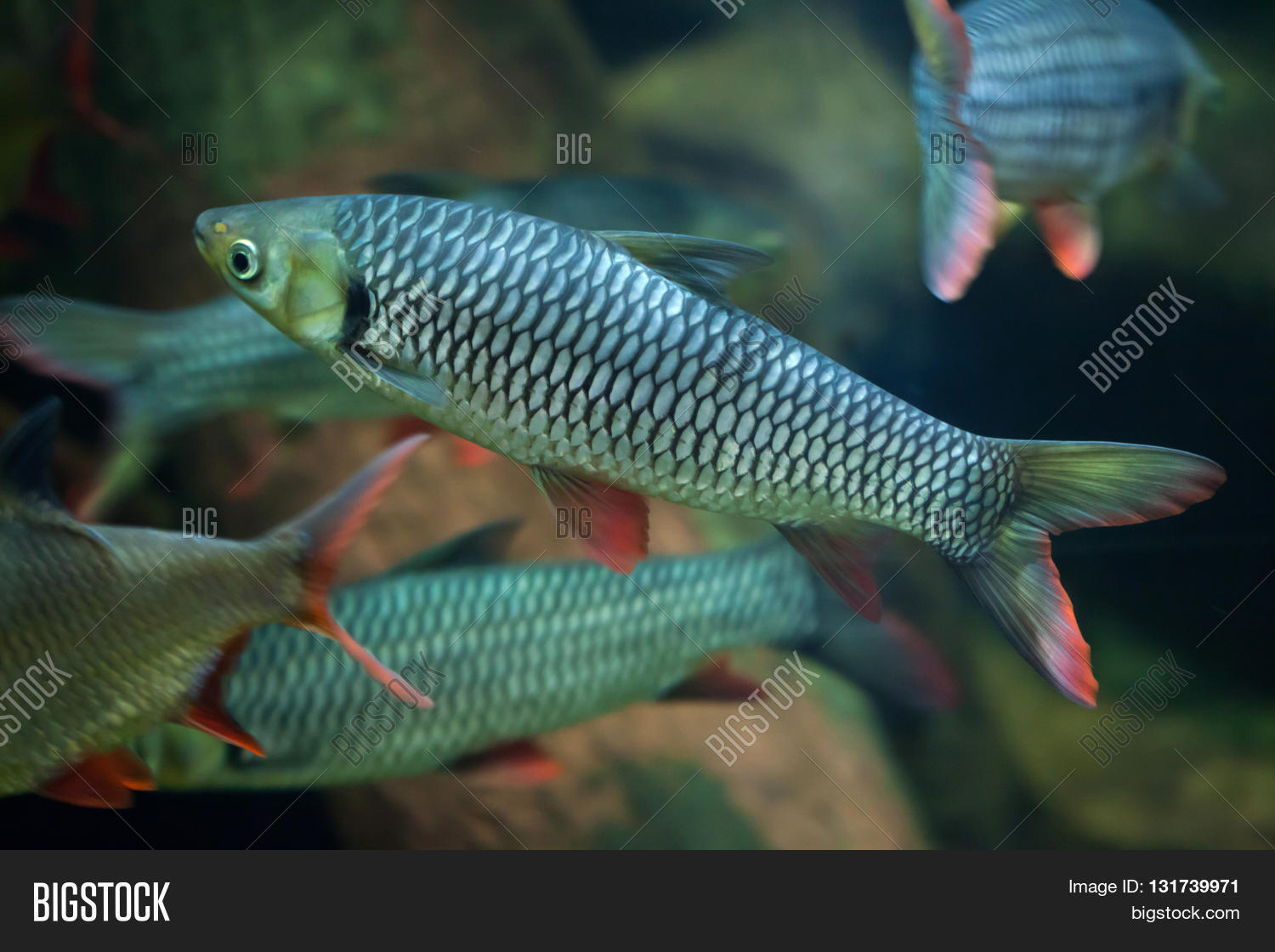 Hoven's Carp ( Image & Photo (Free Trial) | Bigstock