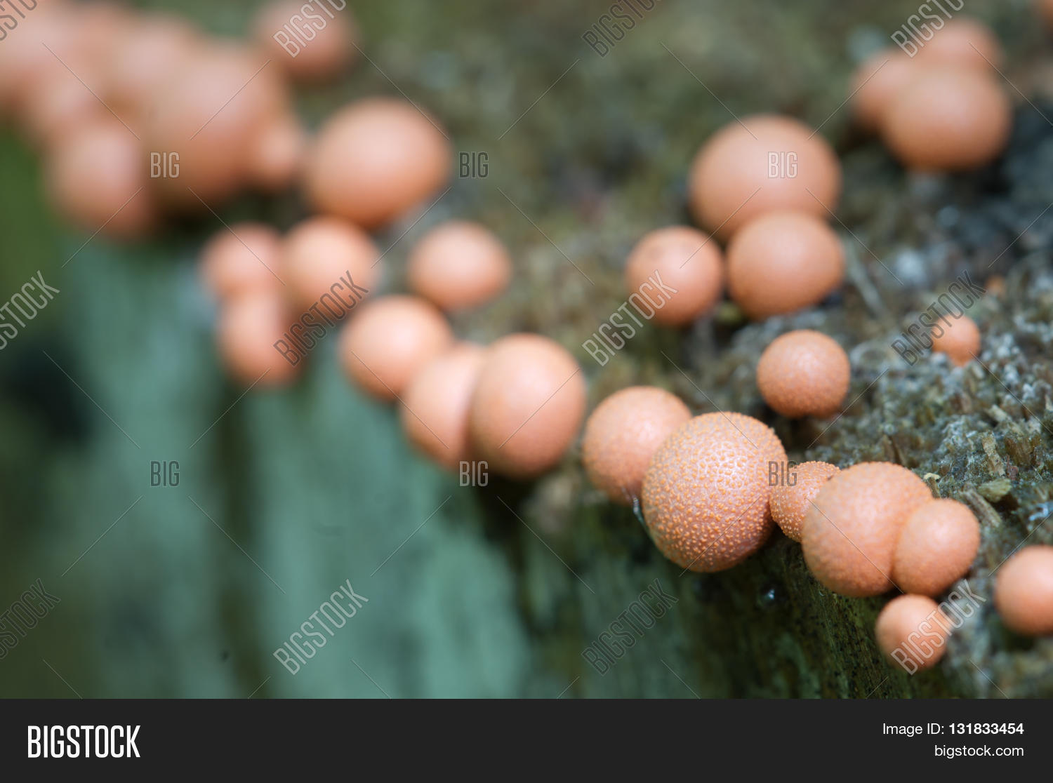 Mushrooms (slime Mould Image & Photo (Free Trial) | Bigstock