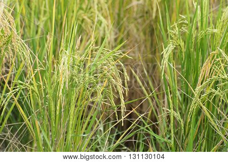 Fully Grown Paddy Image & Photo (Free Trial) | Bigstock