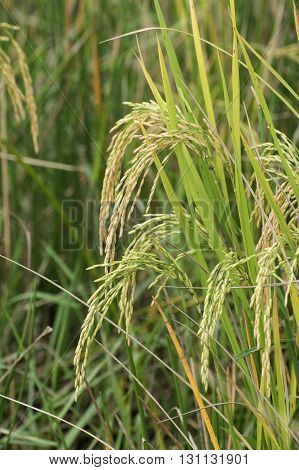 Fully Grown Paddy Image & Photo (Free Trial) | Bigstock