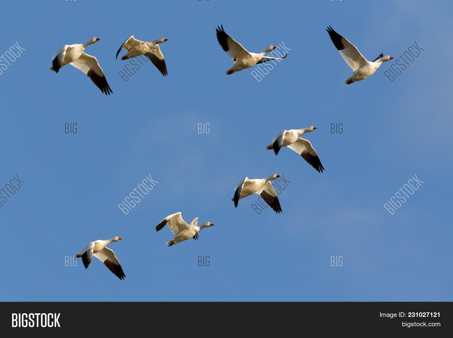 Migrating Snow Geese Image & Photo (Free Trial) | Bigstock