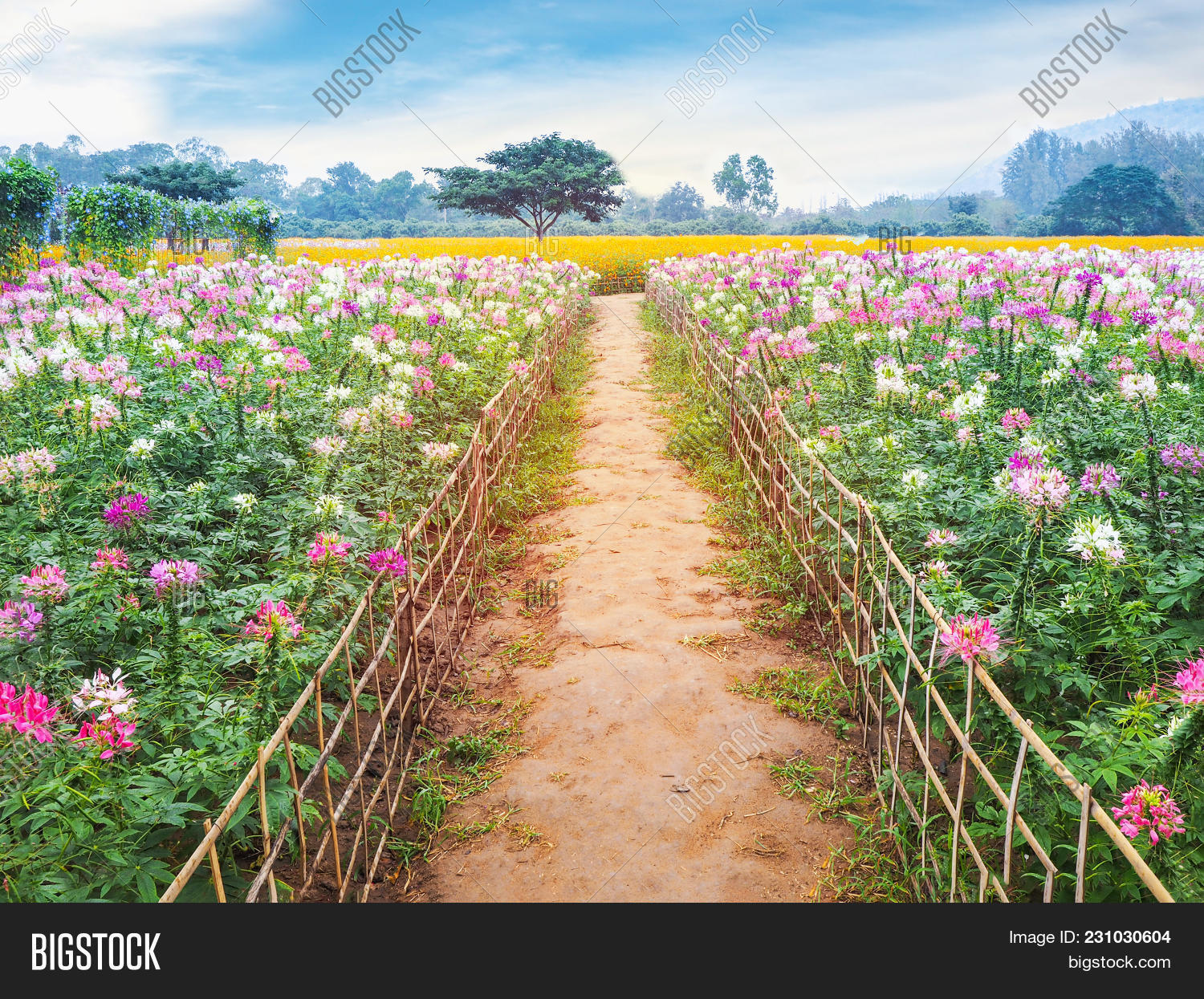 Natural Footpath Image & Photo (Free Trial) | Bigstock