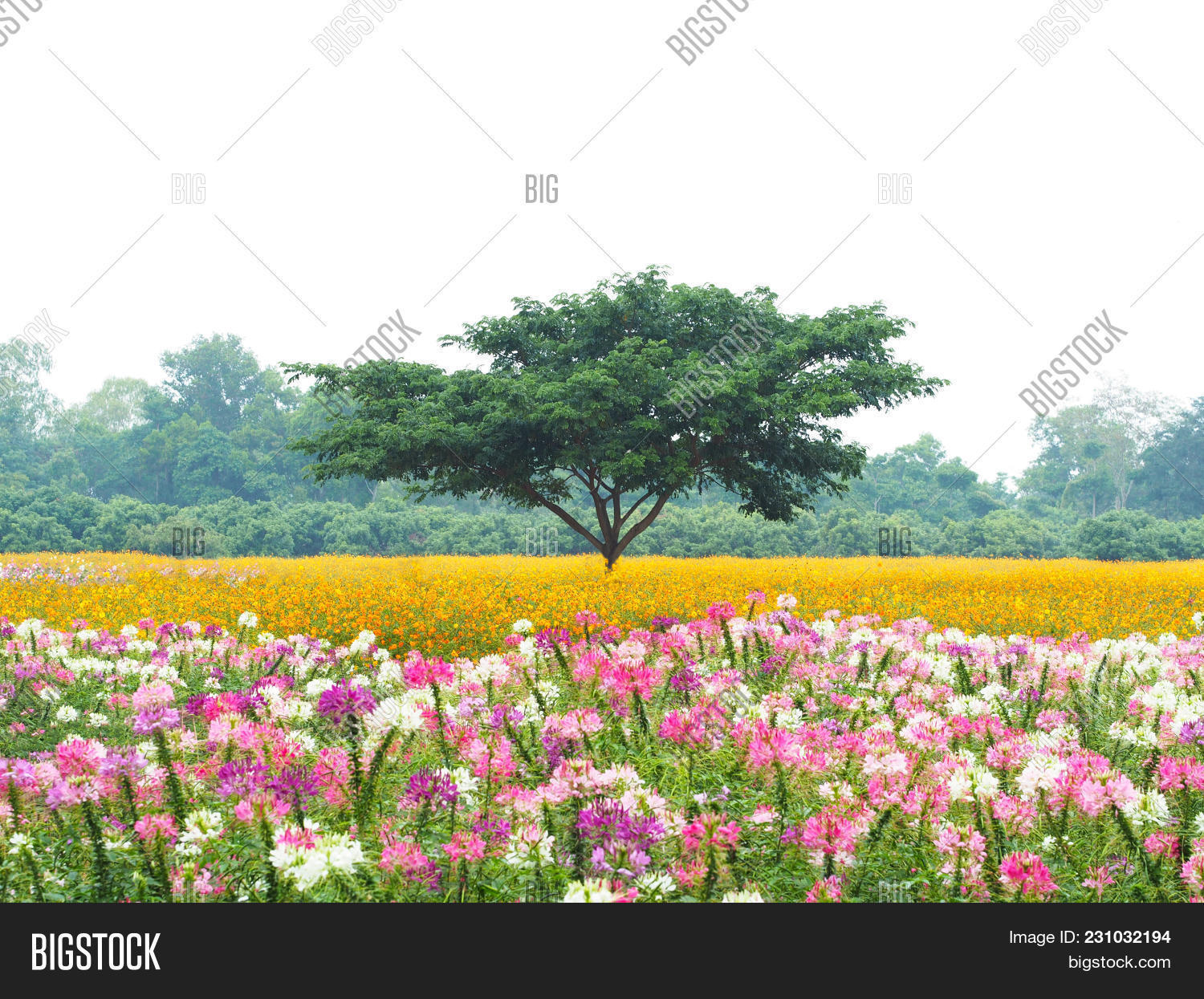 Big Green Tree Image & Photo (Free Trial) | Bigstock