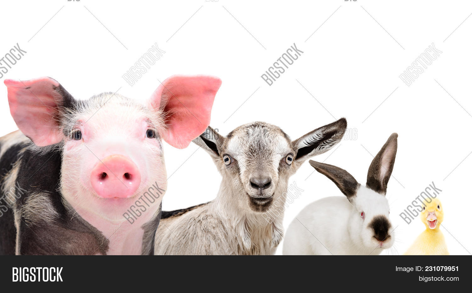 Portrait Cute Farm Image & Photo (Free Trial) | Bigstock