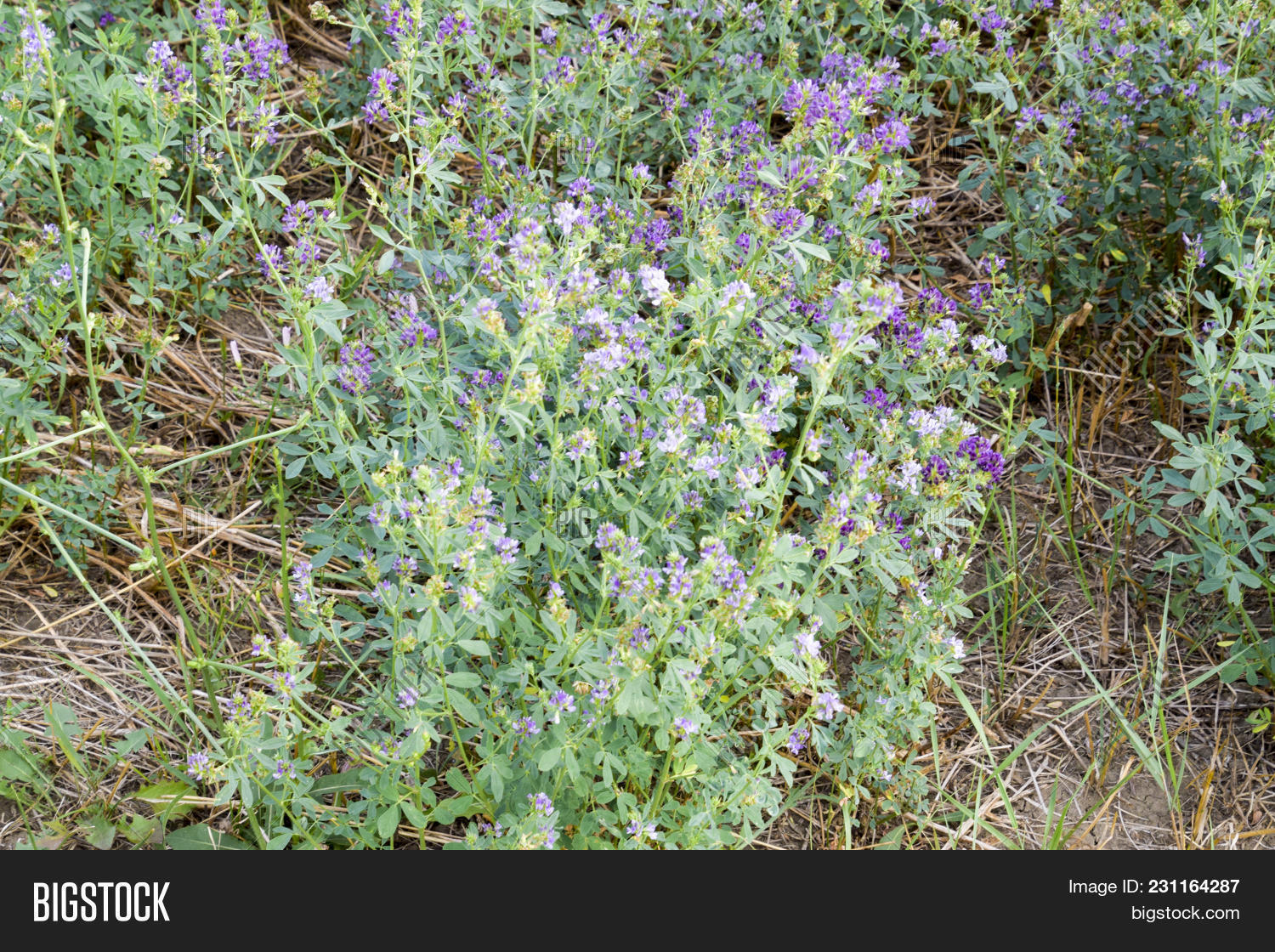 Field Alfalfa. Image & Photo (Free Trial) | Bigstock