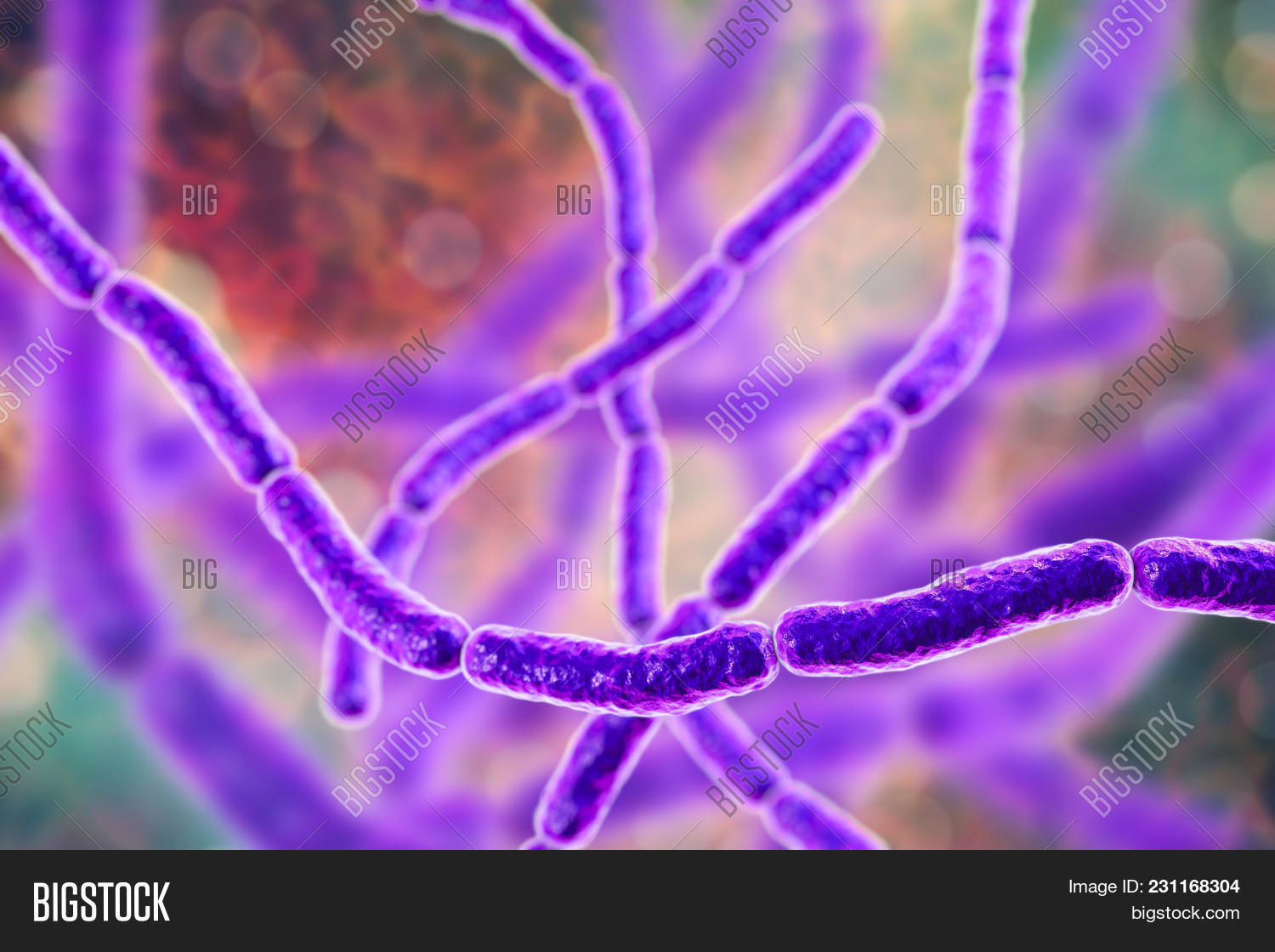 Streptobacillus Image & Photo (Free Trial) | Bigstock
