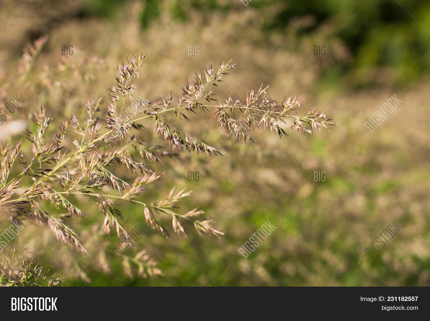 Fescue Grass (festuca Image & Photo (Free Trial) | Bigstock
