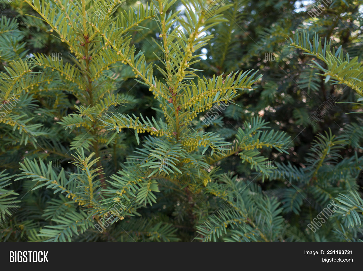 Yew Tree Branches Image & Photo (Free Trial) | Bigstock
