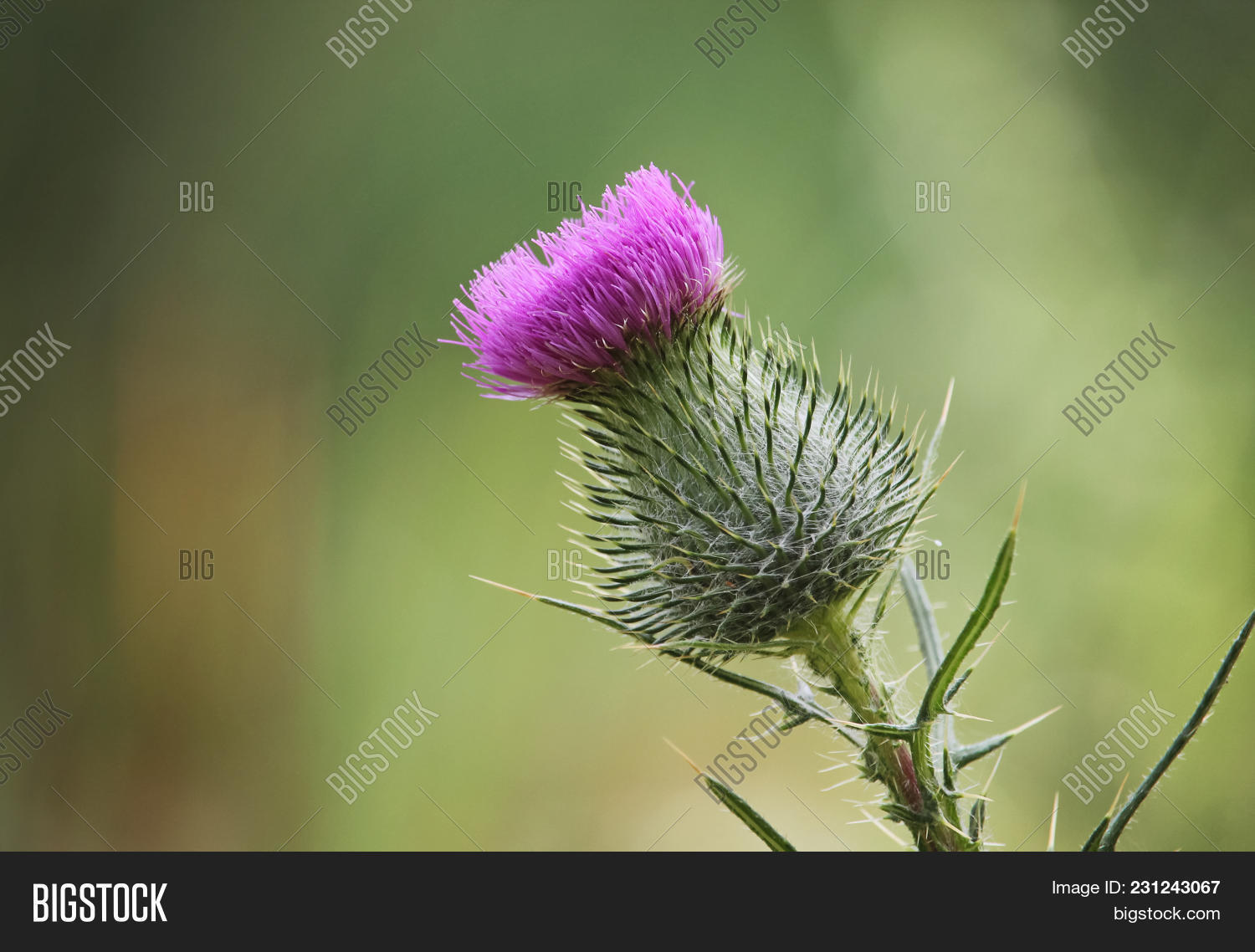 Close Milk Thistle Image & Photo (Free Trial) | Bigstock