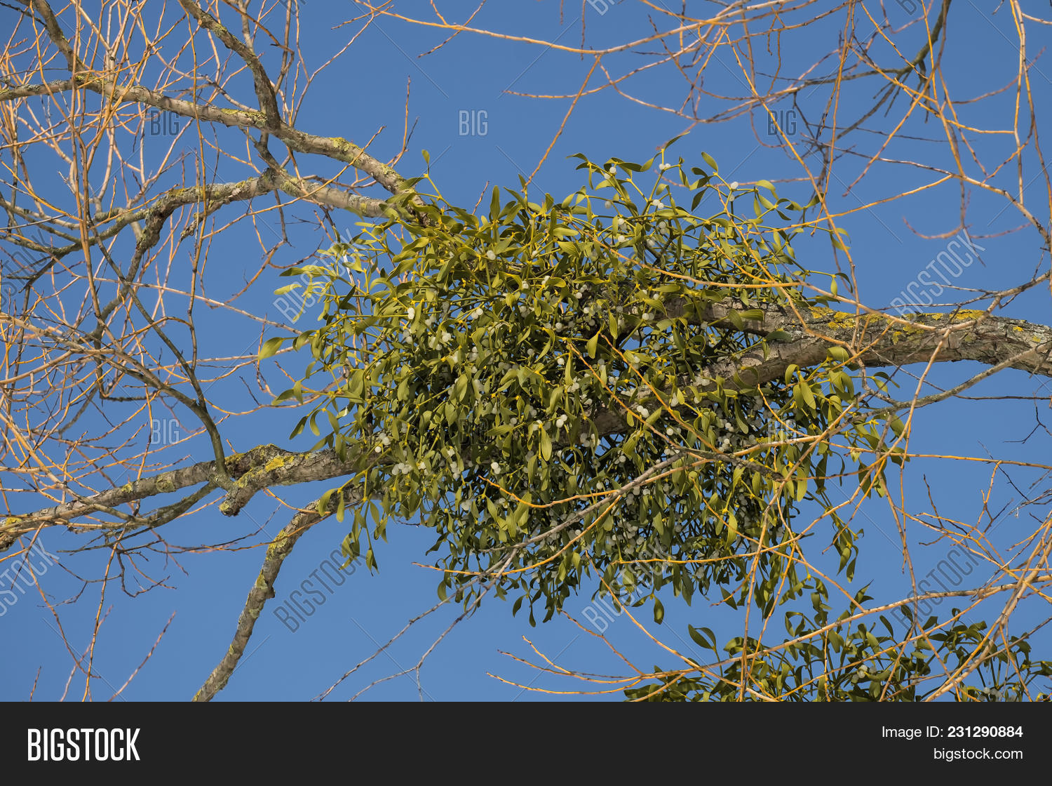 Spherical Mistletoe Image & Photo (Free Trial) | Bigstock