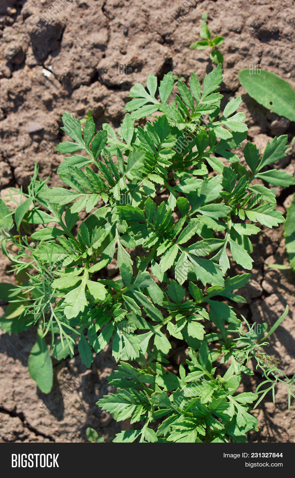 Green Laves Tagetes. Image & Photo (Free Trial) | Bigstock