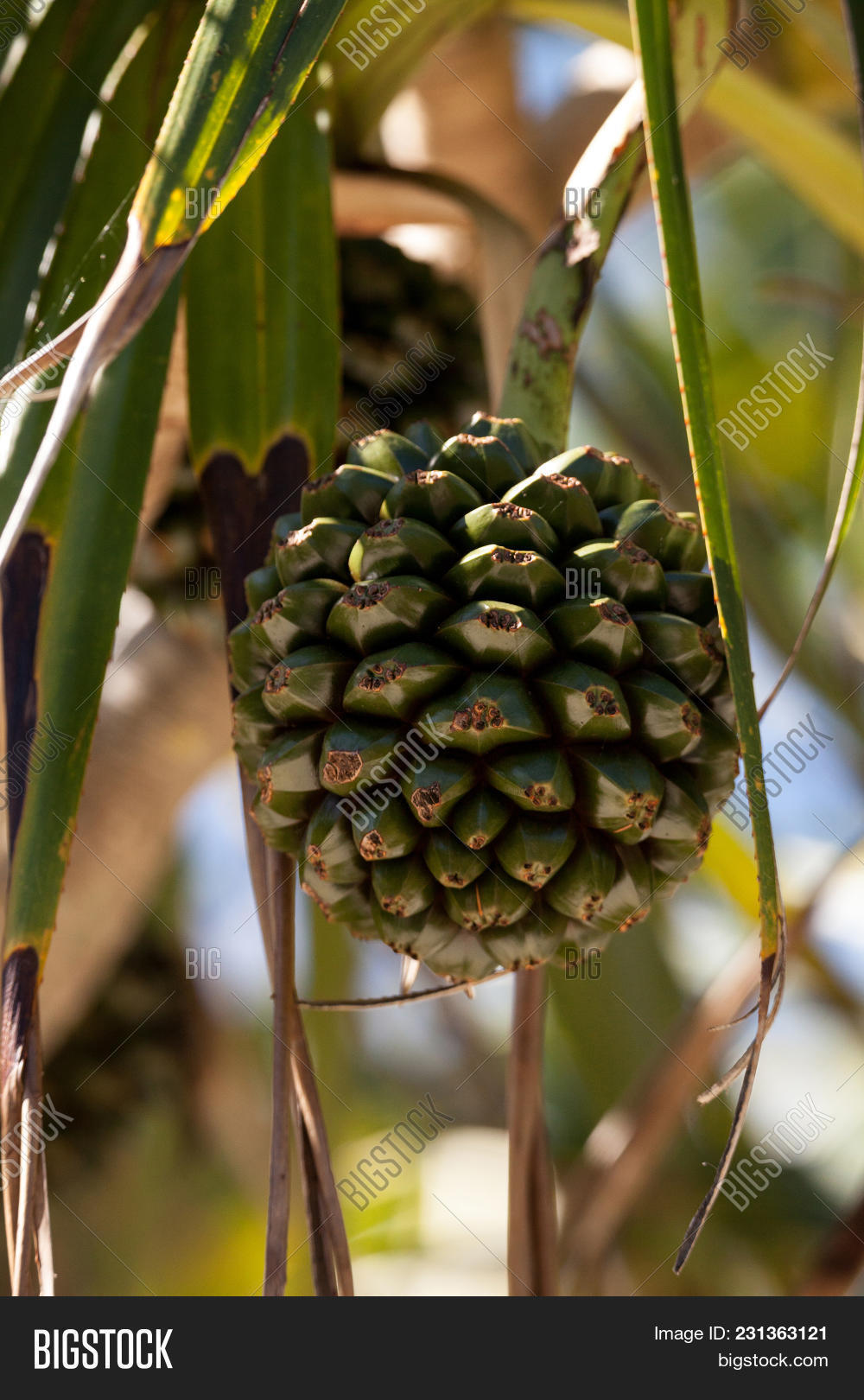 Screw Pine Fruit Image & Photo (Free Trial) | Bigstock