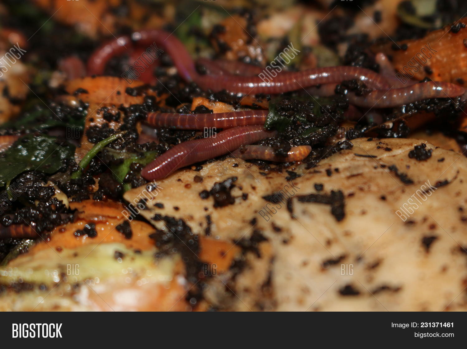 Red Worm Manure. Macro Image & Photo (Free Trial) | Bigstock