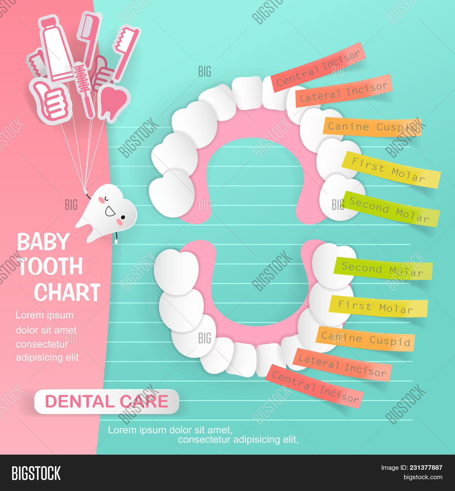 Cartoon Baby Tooth Vector & Photo (Free Trial) | Bigstock