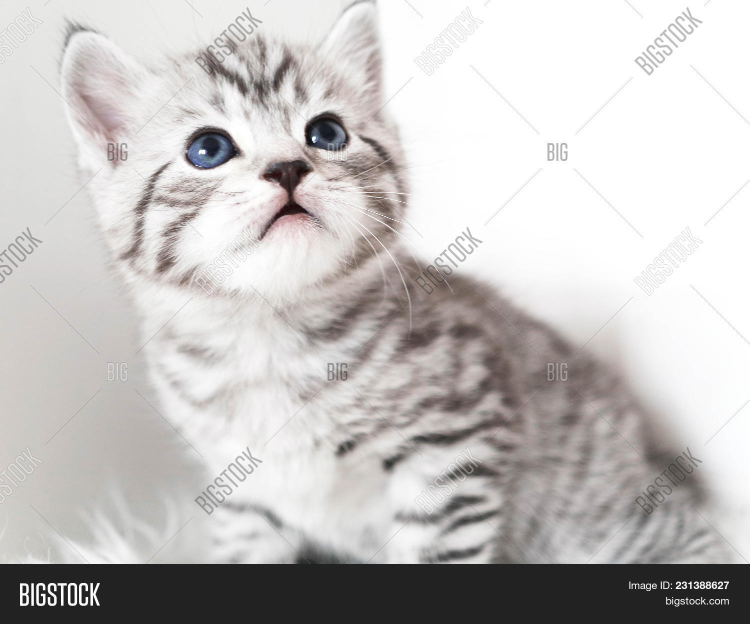 Cute Kitten Sitting. Image & Photo (Free Trial) | Bigstock