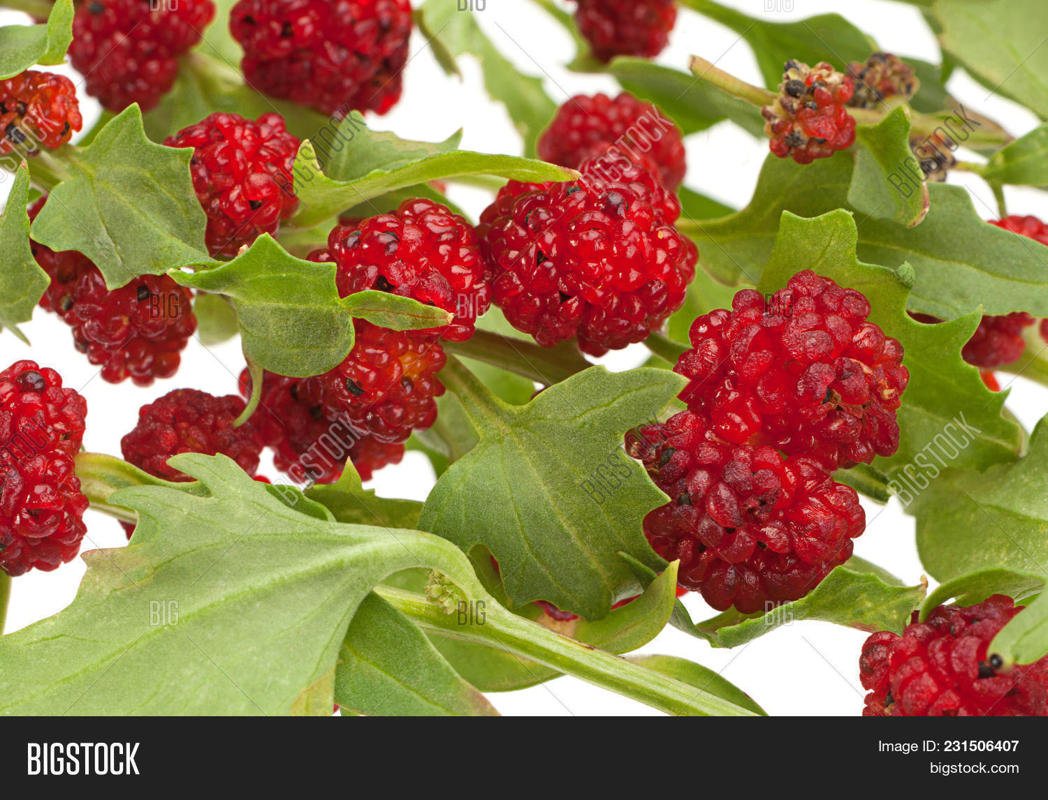 Leafy Red Goosefoot Image & Photo (Free Trial) | Bigstock