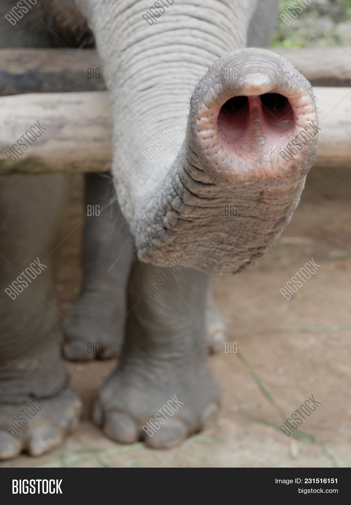 Close Shot Elephant's Image & Photo (Free Trial) | Bigstock