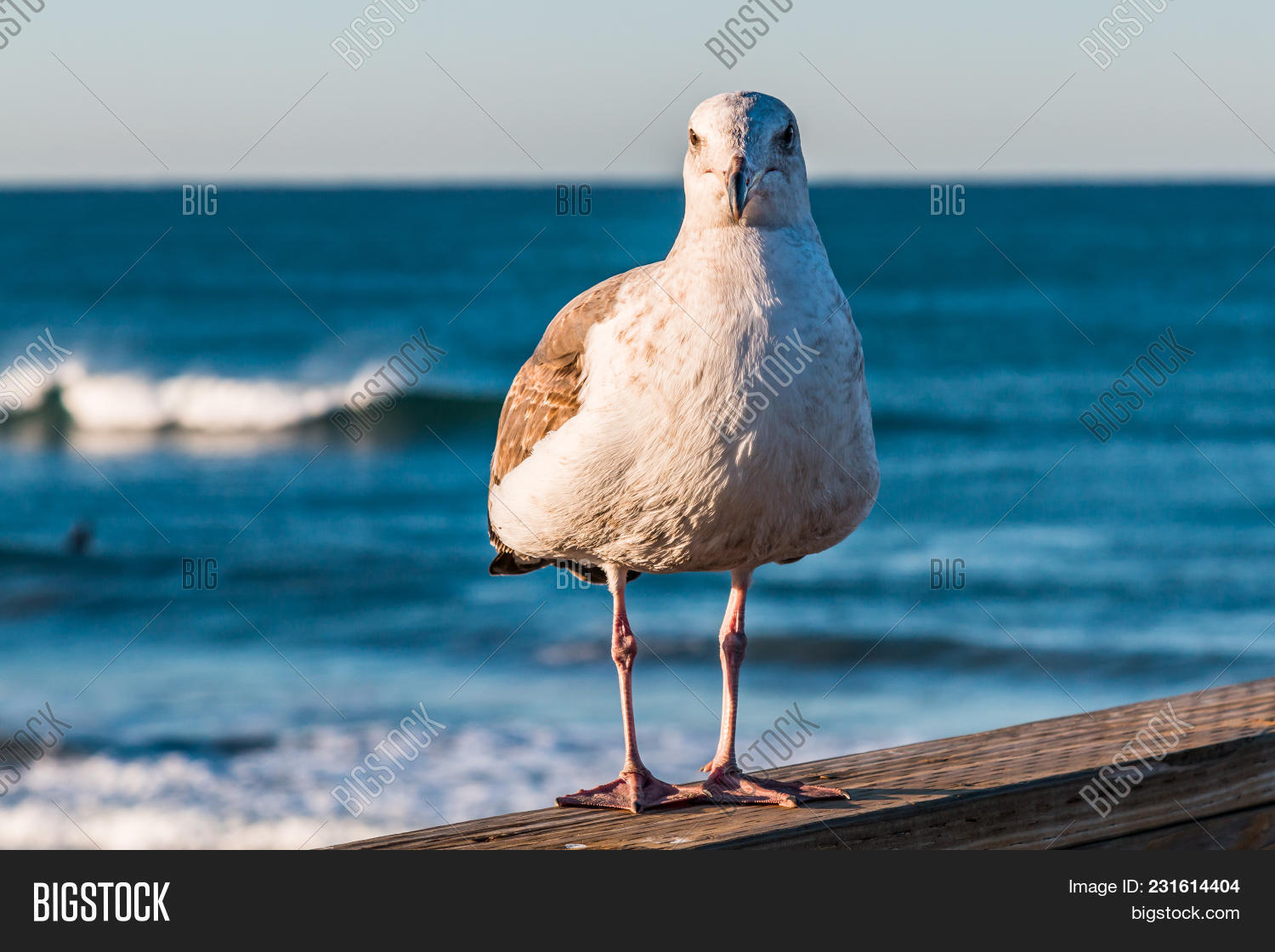 California Seagull ( Image & Photo (Free Trial) | Bigstock