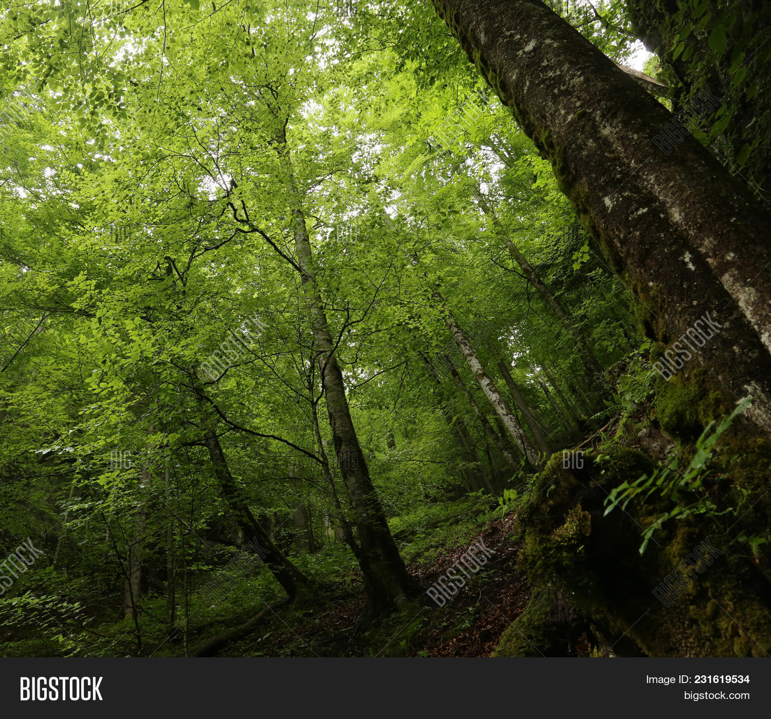 Natural Green Forest Image & Photo (Free Trial) | Bigstock