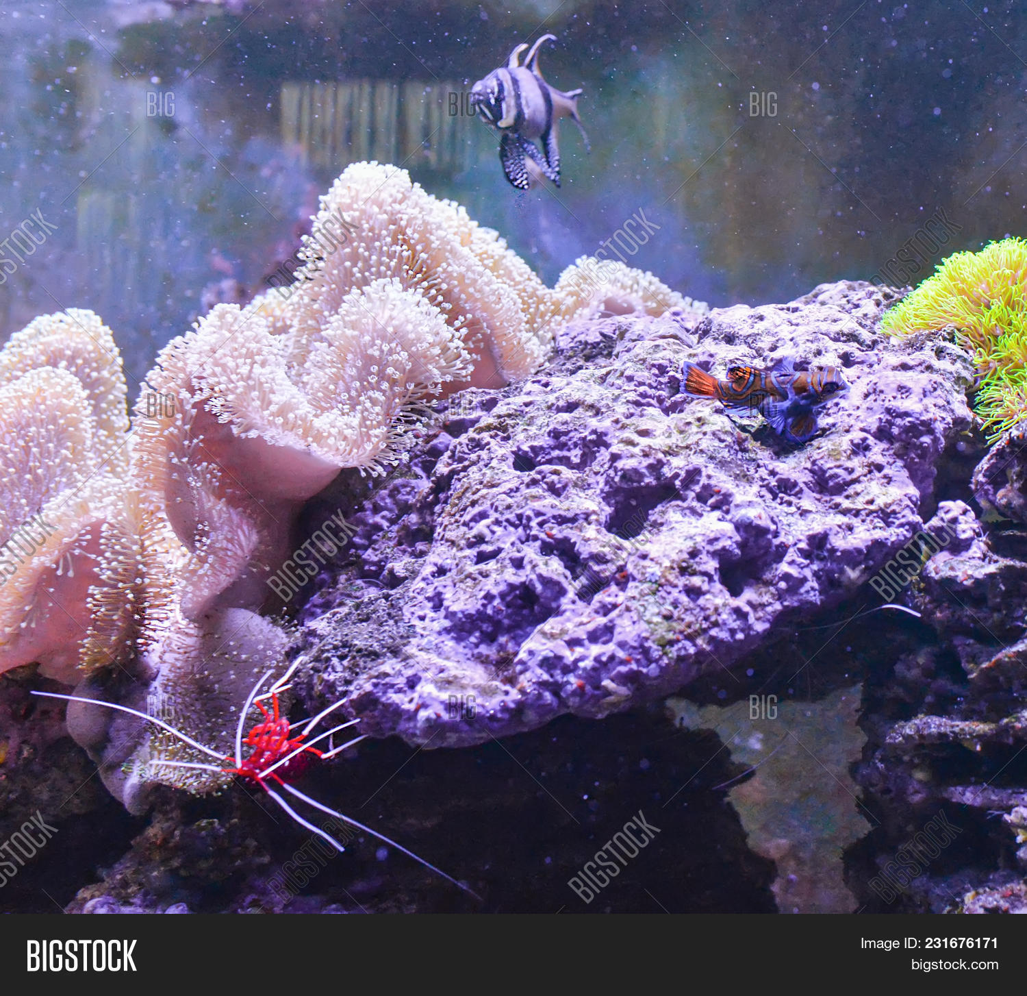 Reef Tank, Marine Image & Photo (Free Trial) | Bigstock