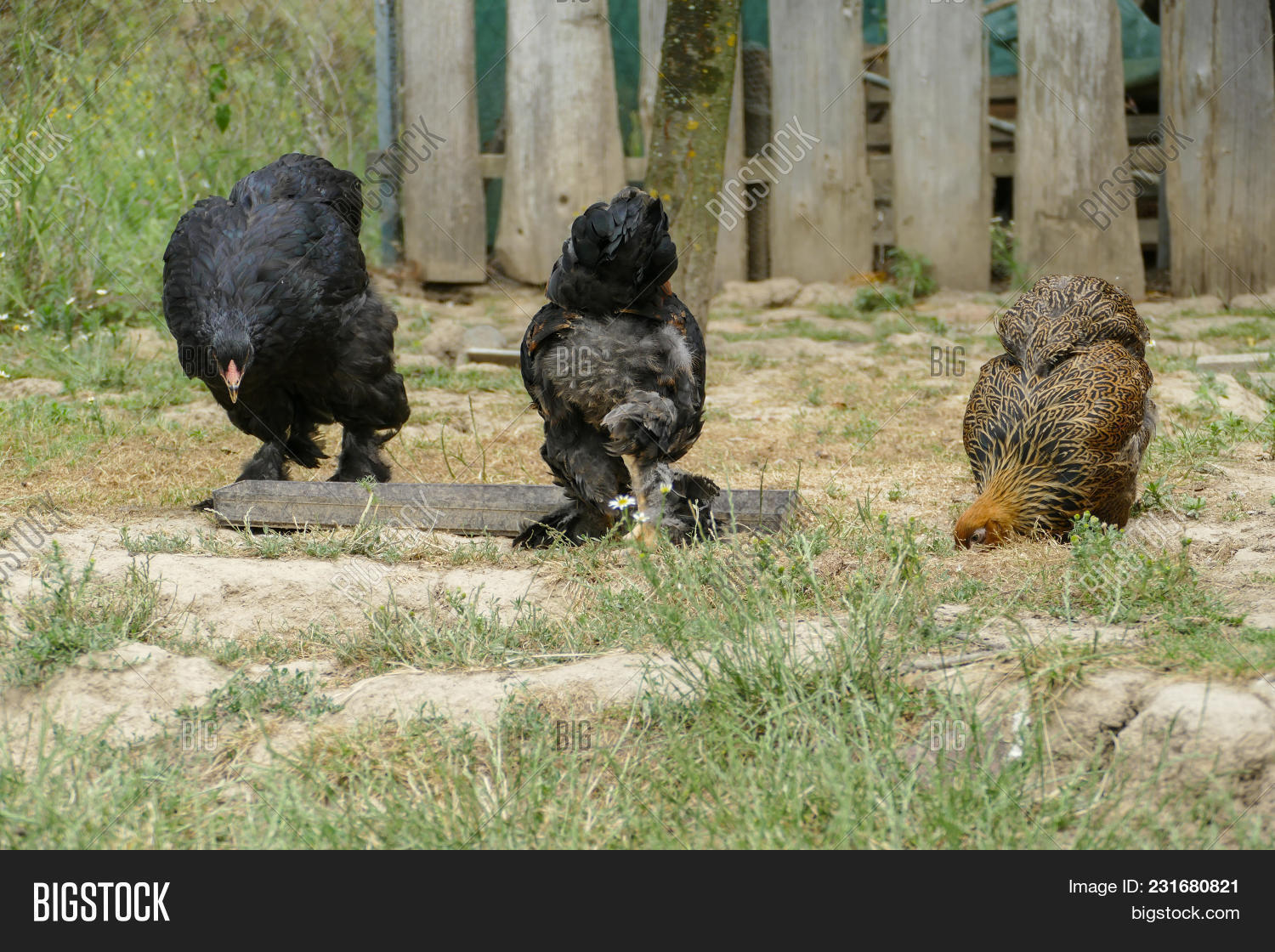 Hens Feed On Image & Photo (Free Trial) | Bigstock