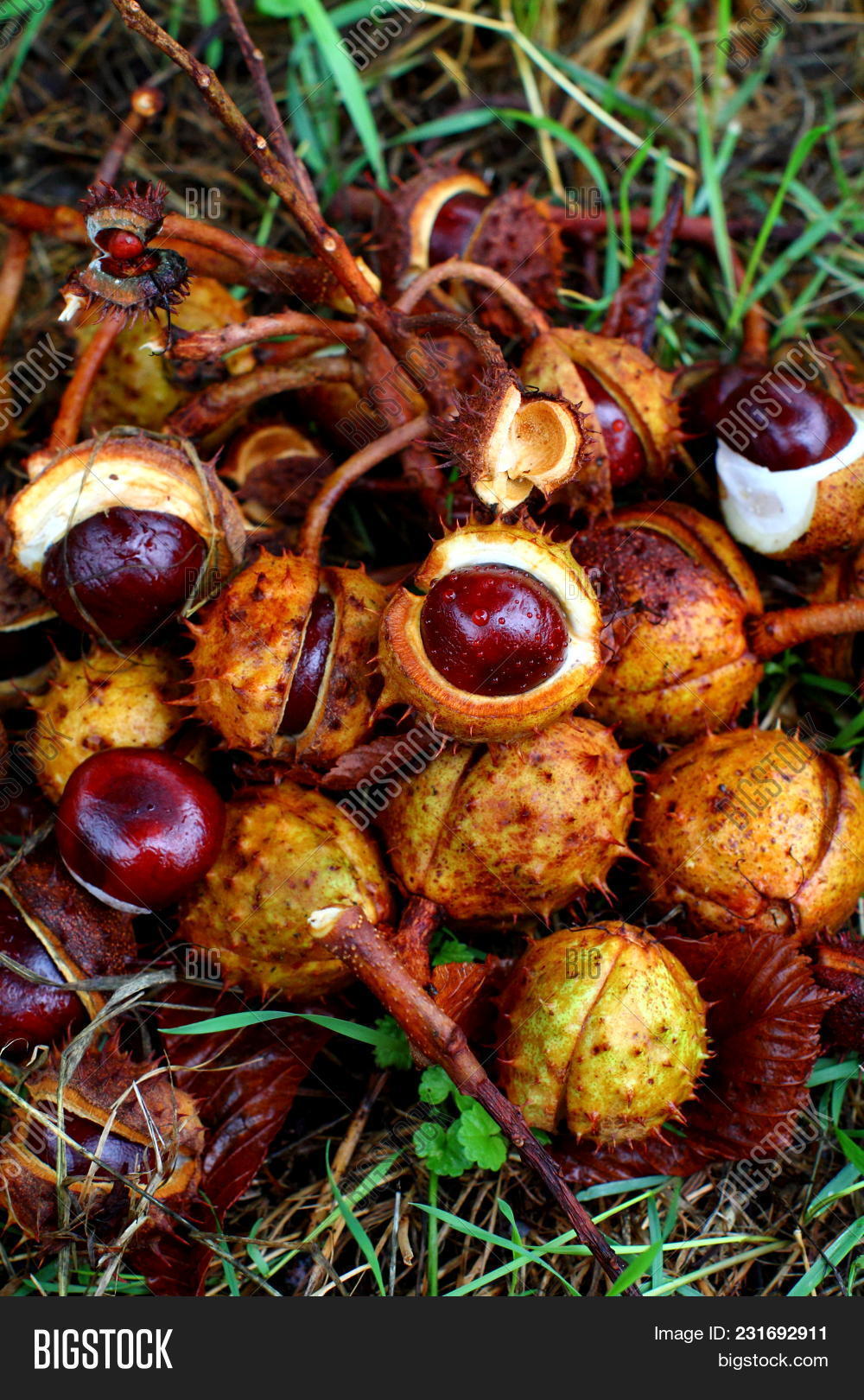 Conkers Shell. Horse Image & Photo (Free Trial) | Bigstock