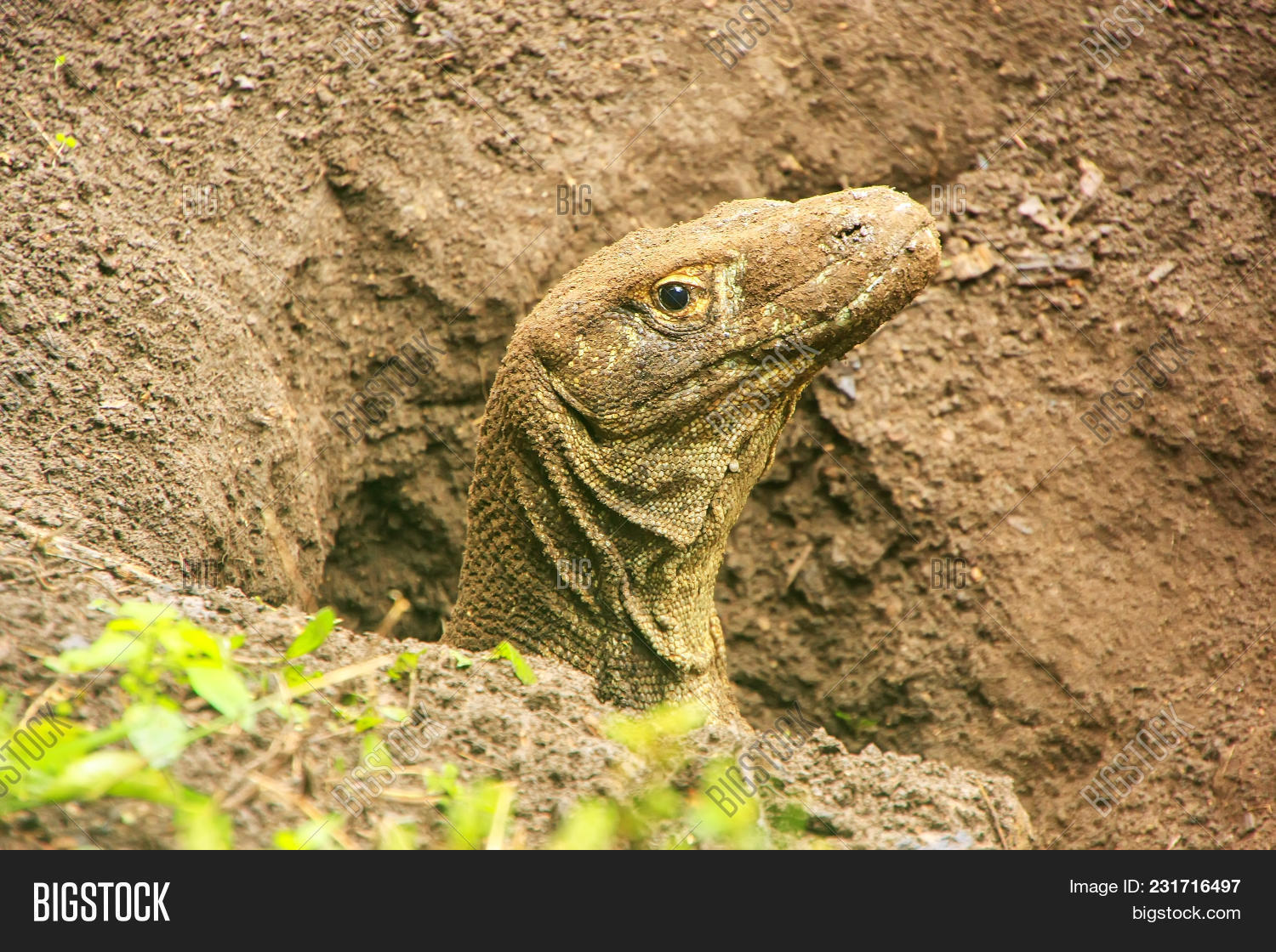 Portrait Komodo Dragon Image & Photo (Free Trial) | Bigstock