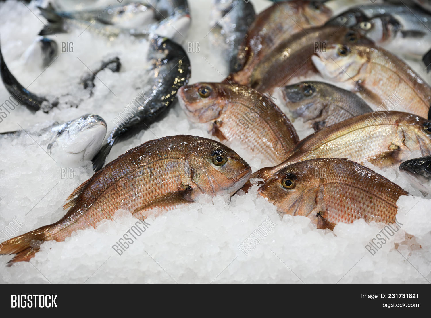 Porgy Pagrus Pagrus, Image & Photo (Free Trial) | Bigstock