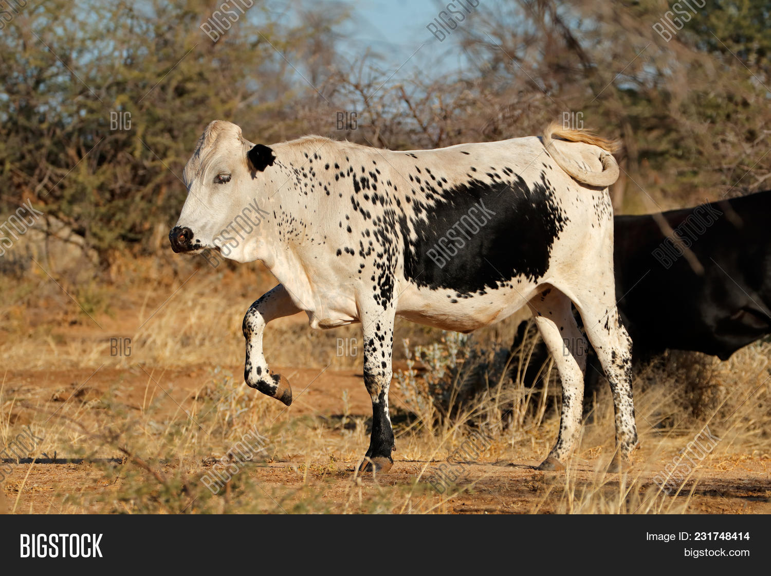 Sanga Cow - Indigenous Image & Photo (Free Trial) | Bigstock