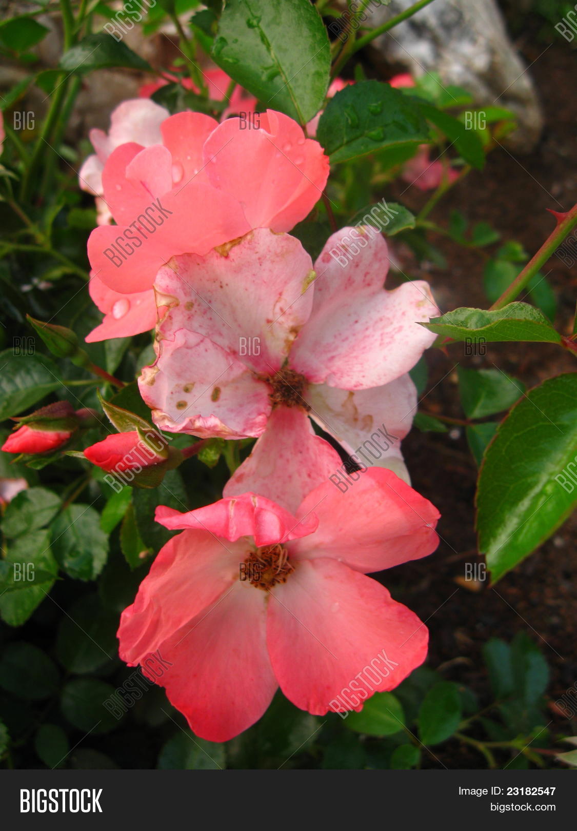 Exotic Pink Roses Image & Photo (Free Trial) | Bigstock
