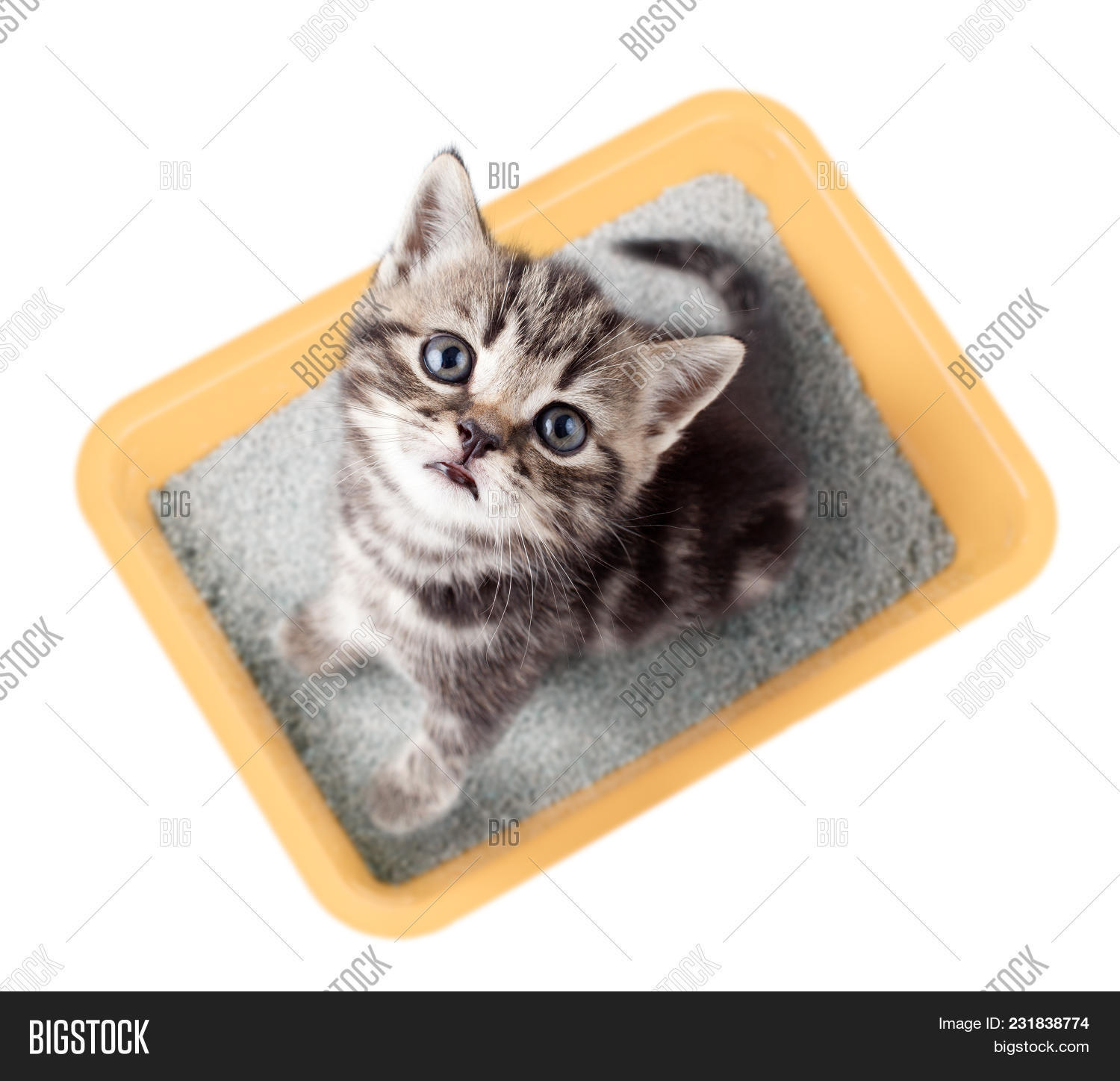 Cat Top View Sitting Image & Photo (Free Trial) | Bigstock