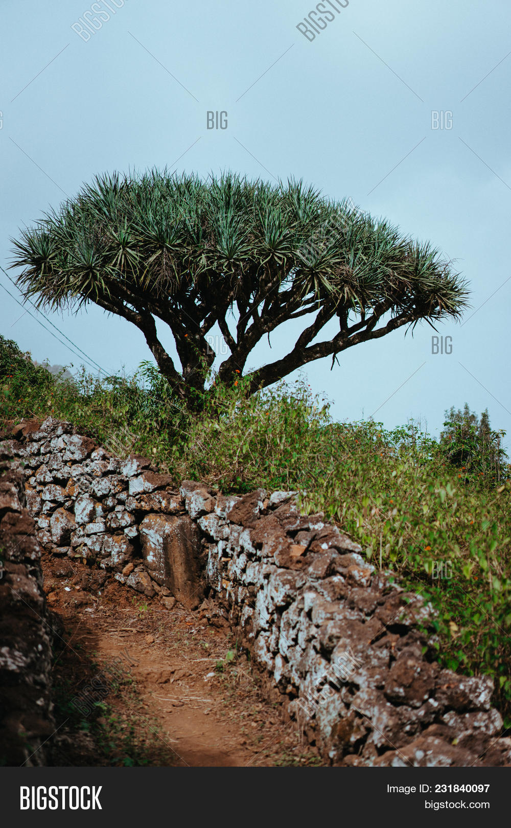 Dragon Tree Near Hike Image & Photo (Free Trial) | Bigstock