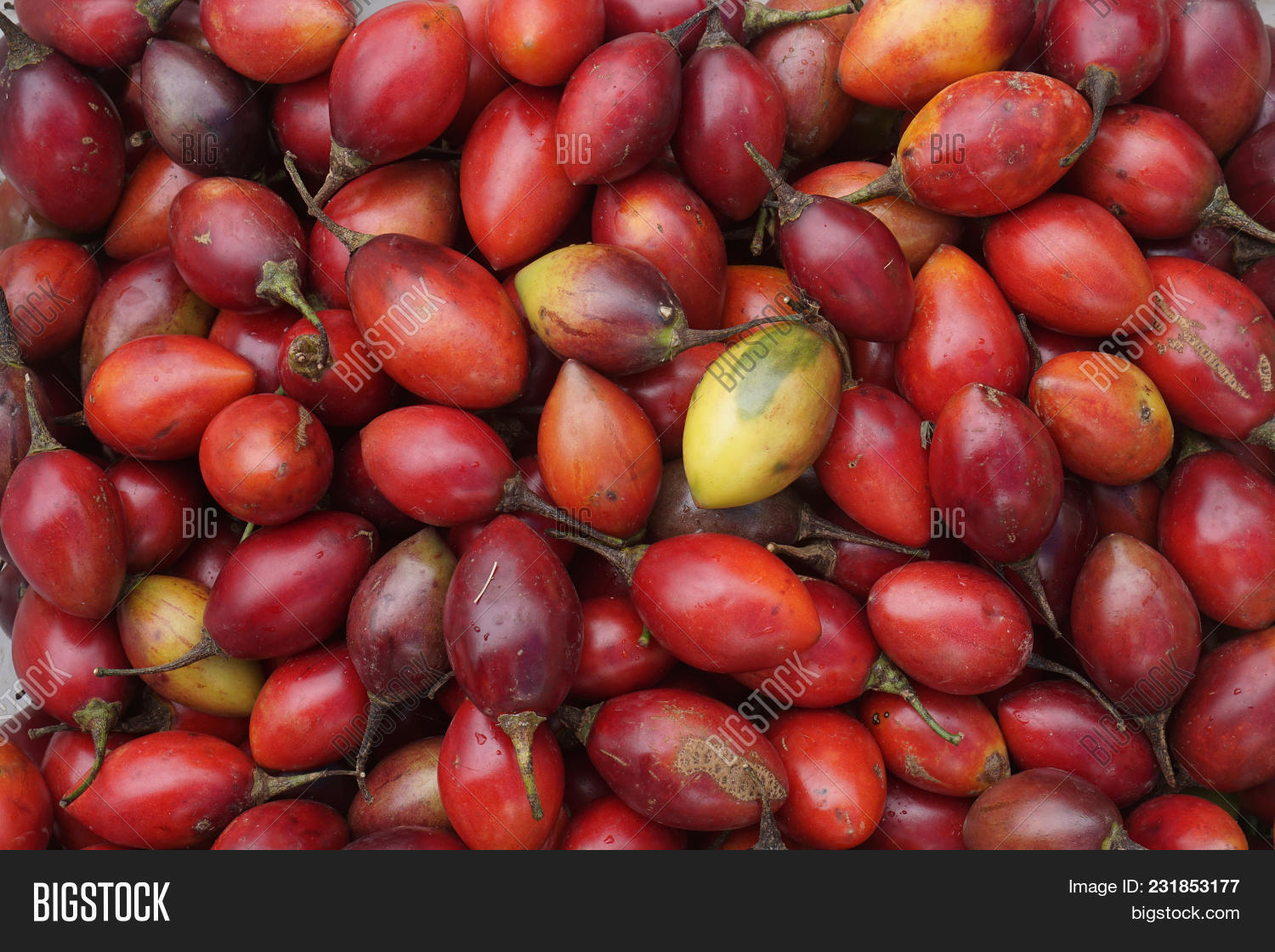 Tamarillo Harvest Image & Photo (Free Trial) | Bigstock