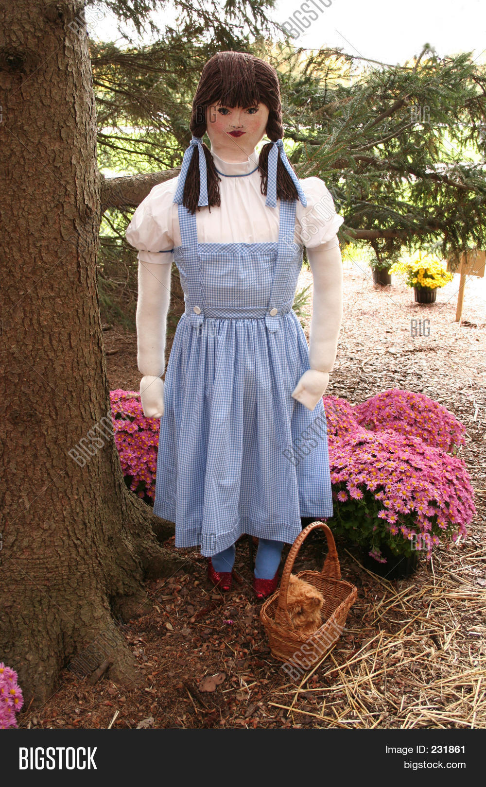 Dorothy Image & Photo (Free Trial) | Bigstock