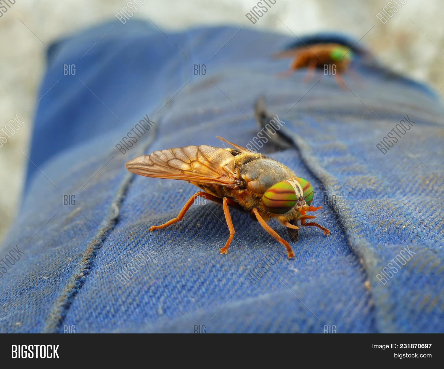 Gadfly, Sitting On Image & Photo (Free Trial) | Bigstock