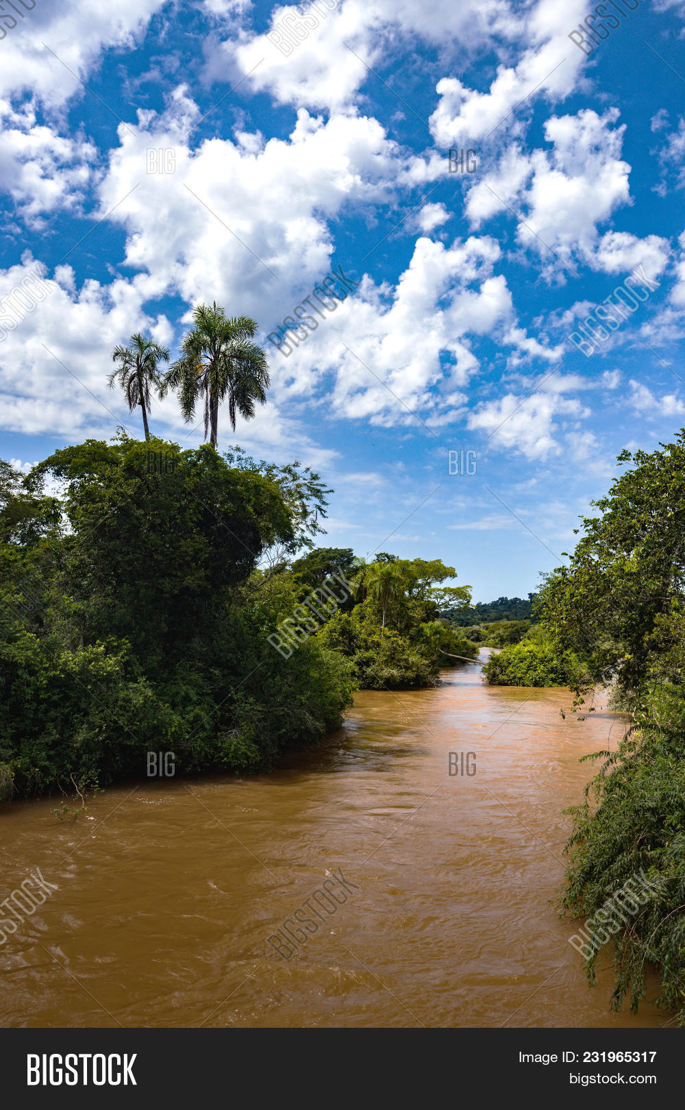 Brazilian Tropical Image & Photo (Free Trial) | Bigstock
