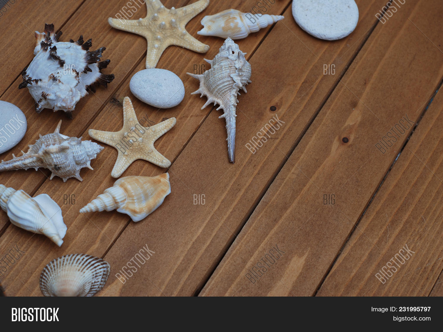Starfish Seashells, Image & Photo (Free Trial) | Bigstock
