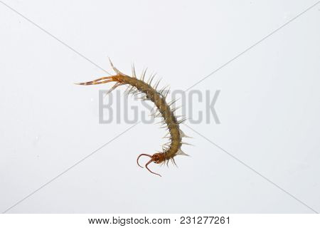 Brown Baby Centipede Image & Photo (Free Trial) | Bigstock