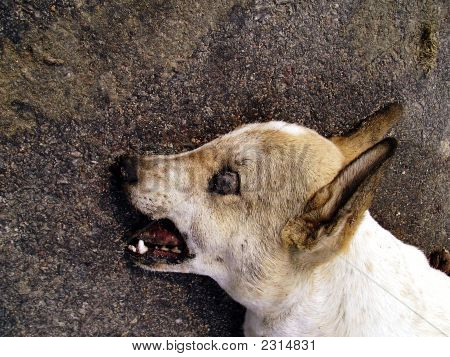 Rotting Carcass Image & Photo (Free Trial) | Bigstock