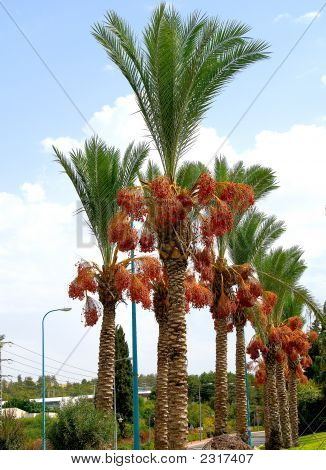 Date Palm Tree Image & Photo (Free Trial) | Bigstock