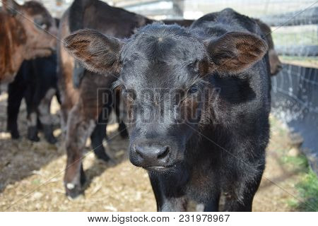 Black Angus Calf Close Image & Photo (Free Trial) | Bigstock