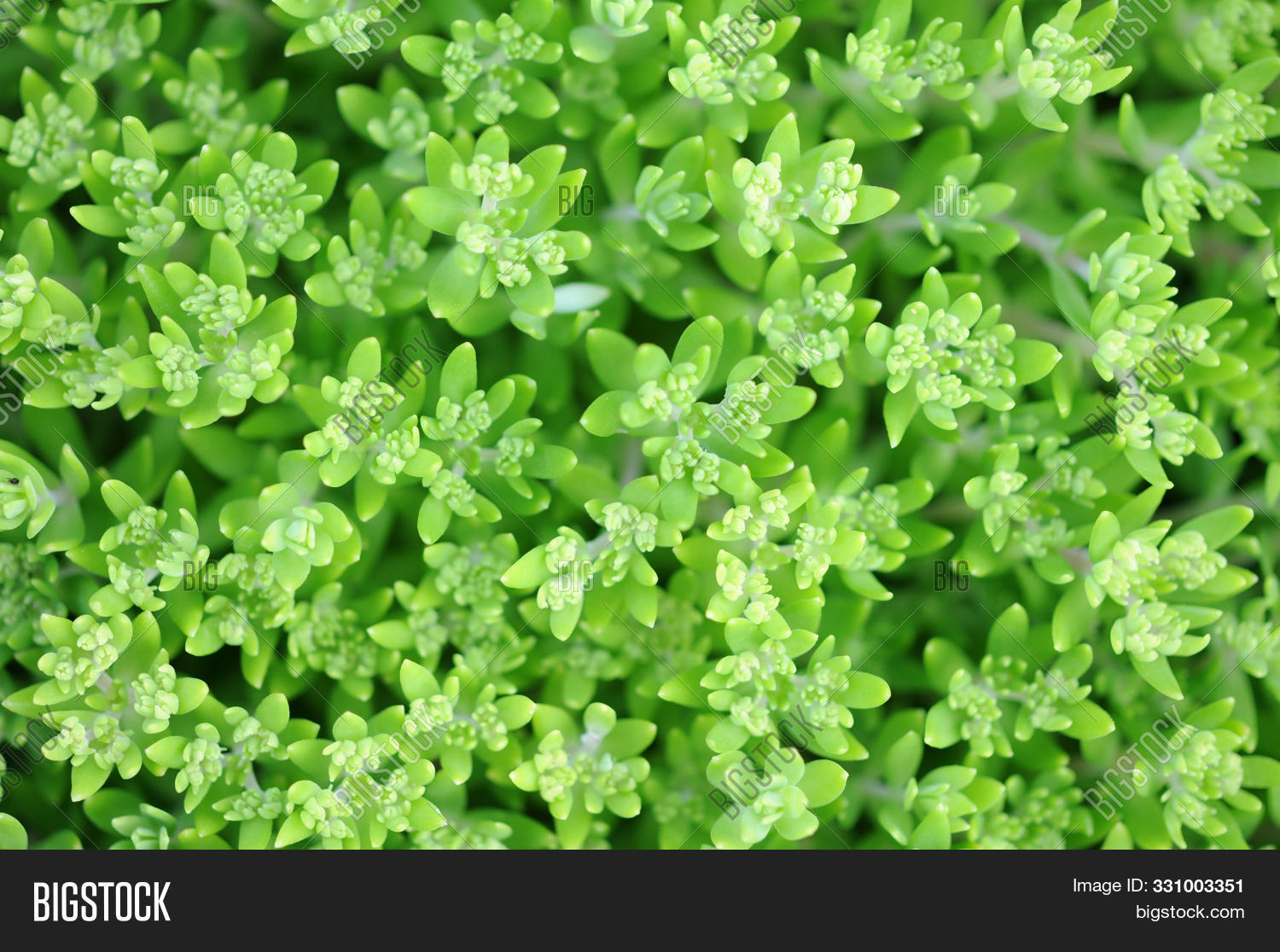 Top View Sedum Lemon Image & Photo (Free Trial) | Bigstock