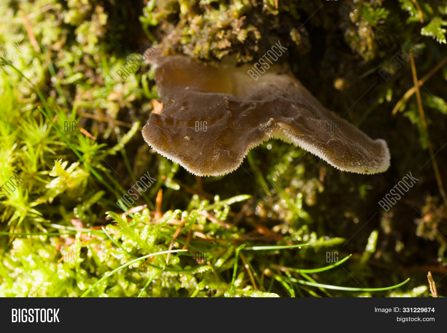 Jelly Tooth Fungus Image & Photo (Free Trial) | Bigstock